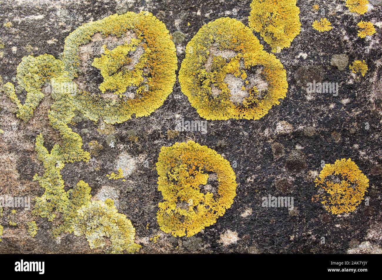 Yellow Lichen on sandstone rock Stock Photo - Alamy
