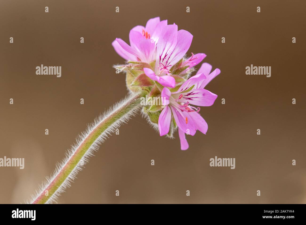 Australian coastal geranium hi-res stock photography and images - Alamy