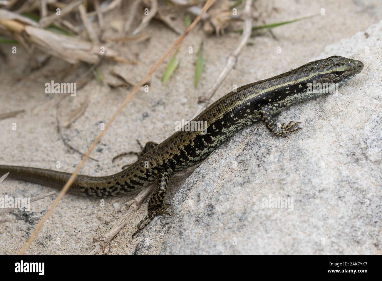 Water skink hi-res stock photography and images - Alamy