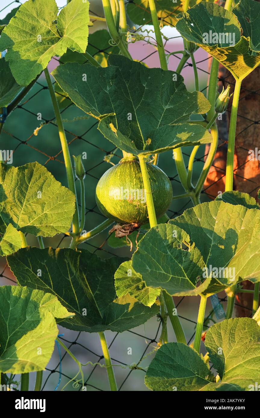 Vine of squash in the organic farm Stock Photo - Alamy