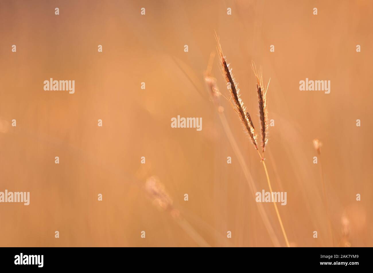Windy and warm hi-res stock photography and images - Alamy