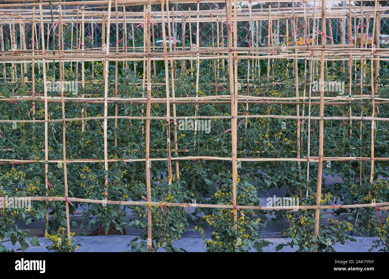 Bamboo structure hi-res stock photography and images - Alamy