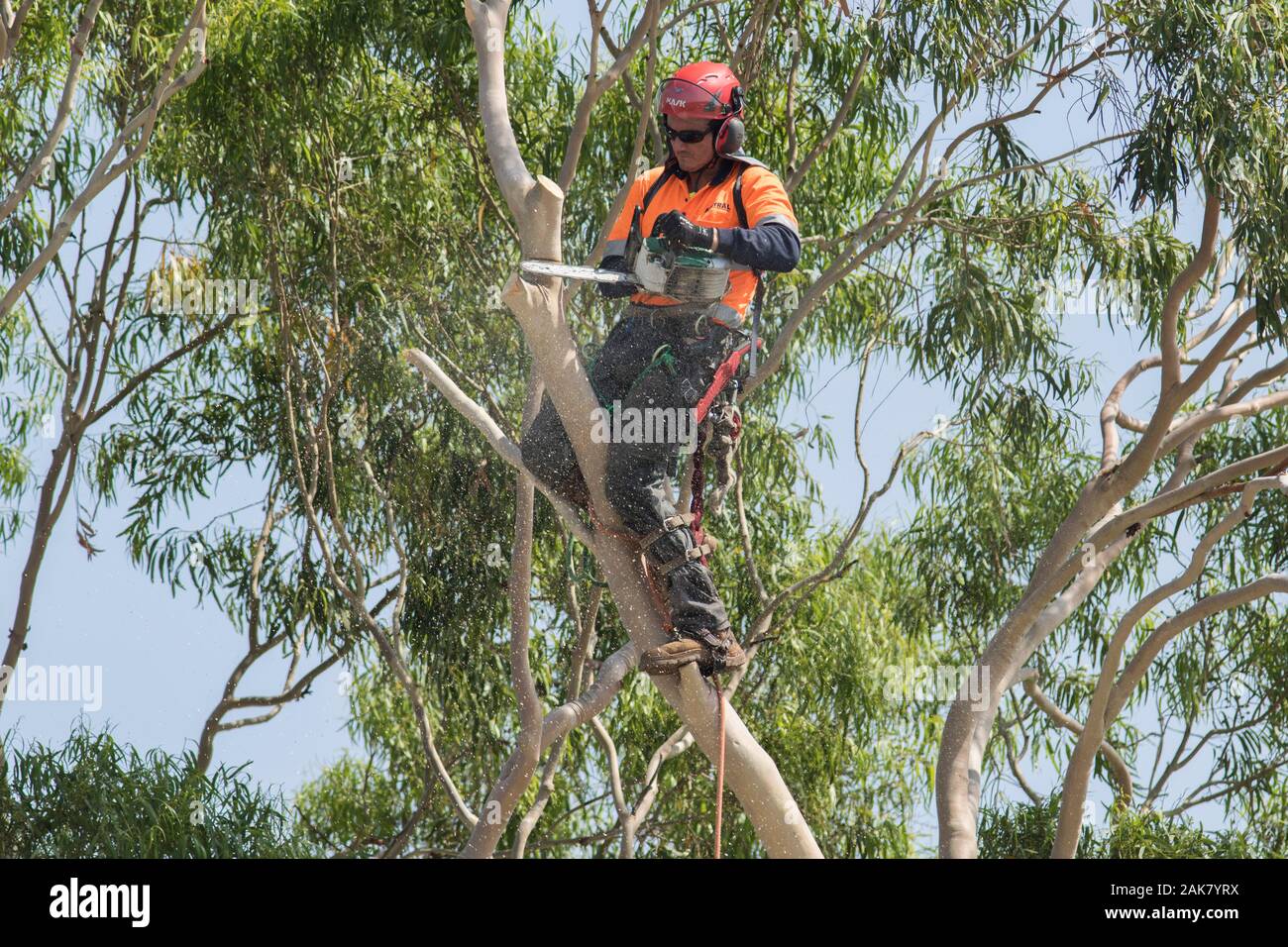 Adelaide, Australia. 8 January 2020. A tree surgeon (arborist) cutting ...