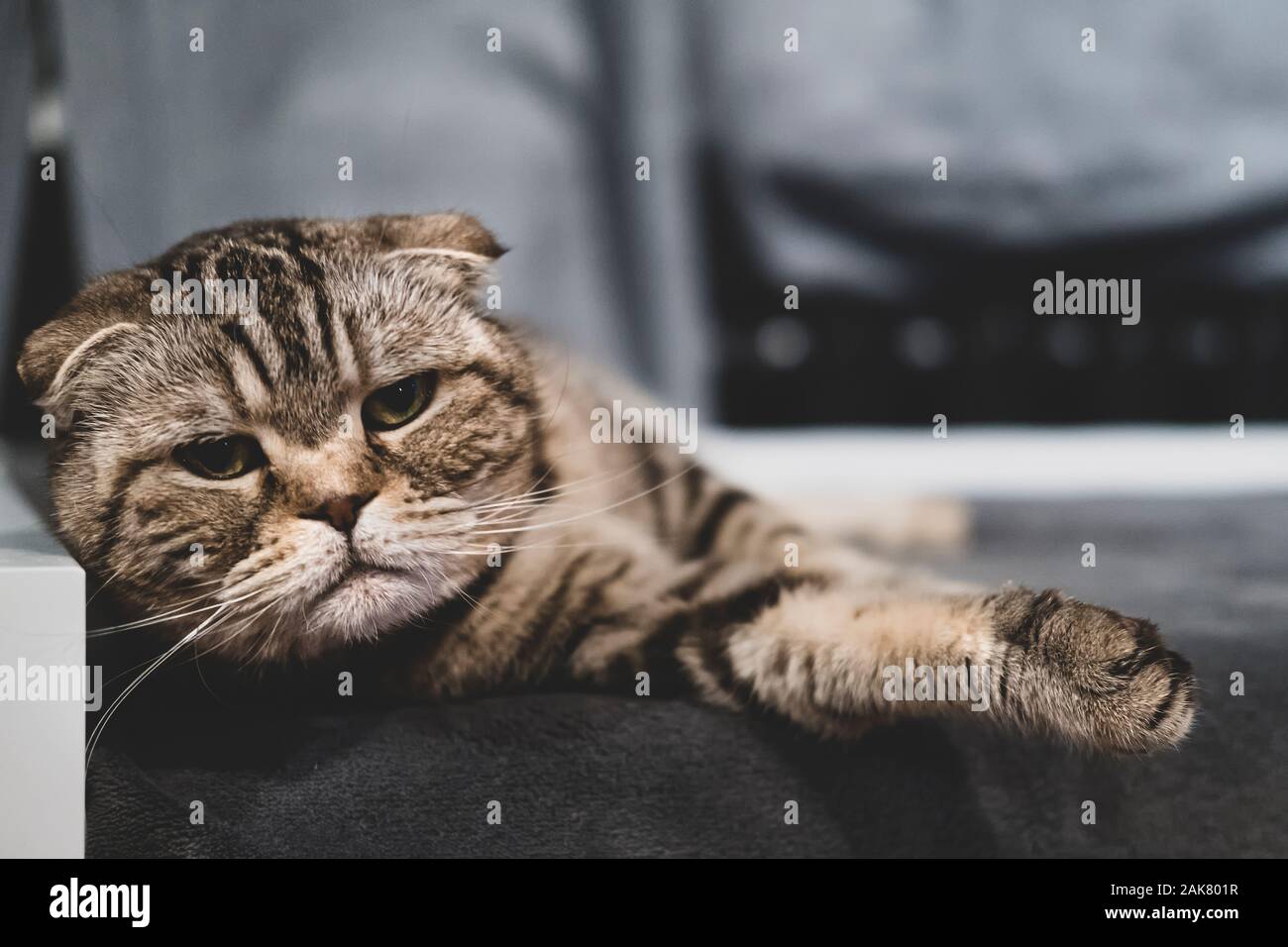 Serious cat hi-res stock photography and images - Alamy