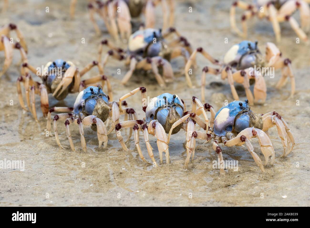 Soldier Crabs on sandy beach at low tide Stock Photo - Alamy