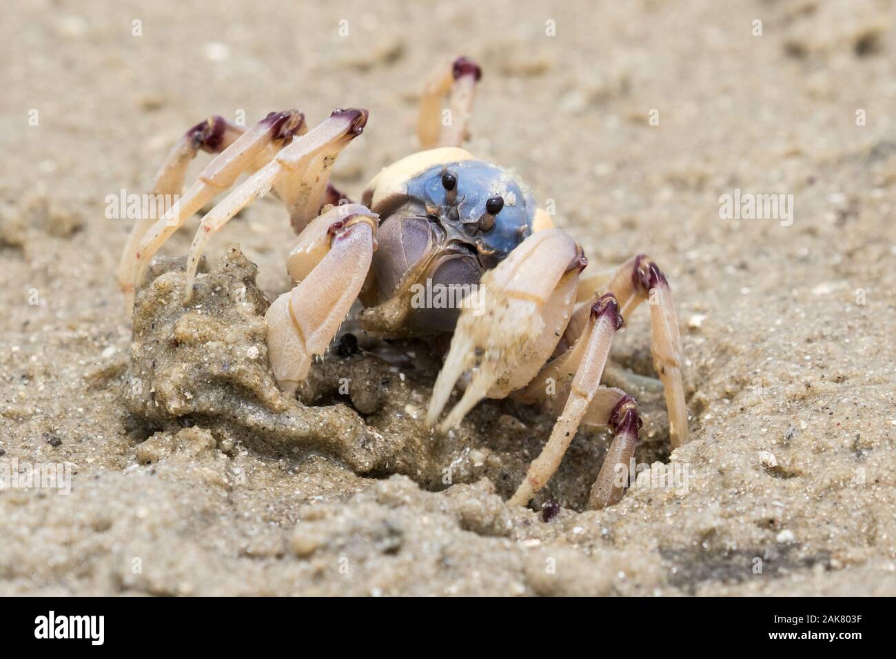 Burrowing crab hi-res stock photography and images - Alamy