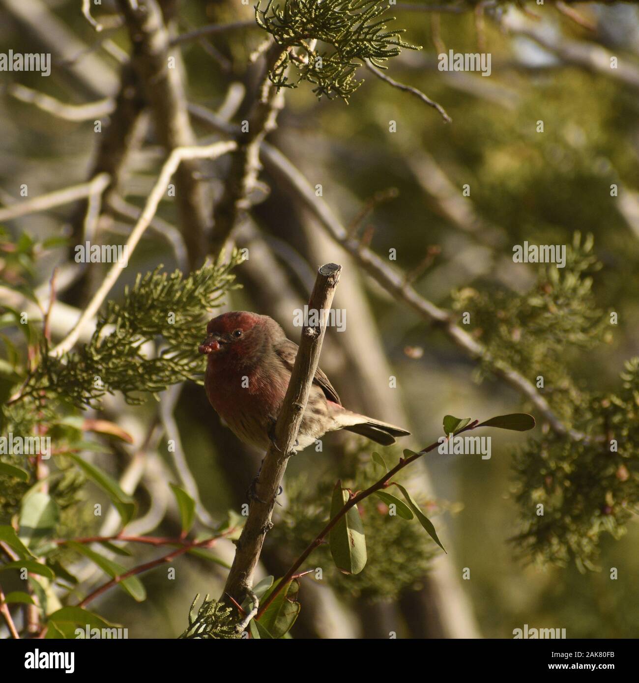 Beautiful house finch hi-res stock photography and images - Alamy