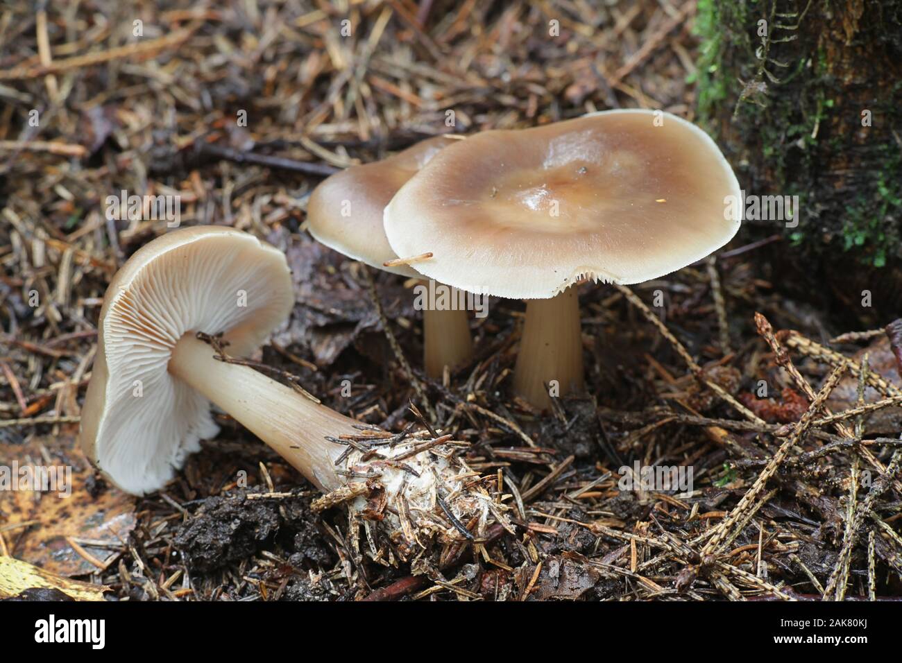 Rhodocollybia asema (Rhodocollybia butyracea f. asema), known as butter ...