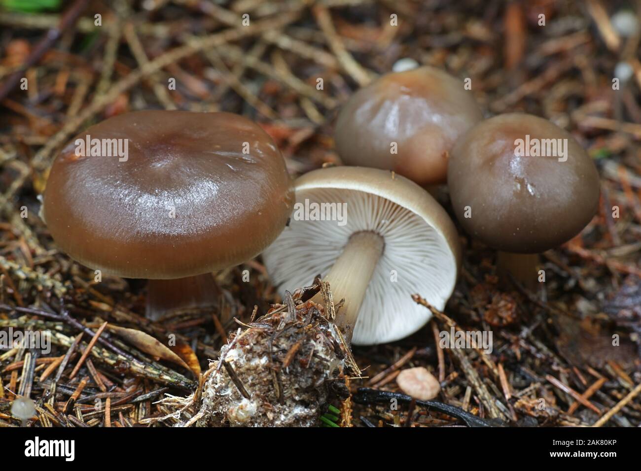 Rhodocollybia asema (Rhodocollybia butyracea f. asema), known as butter ...