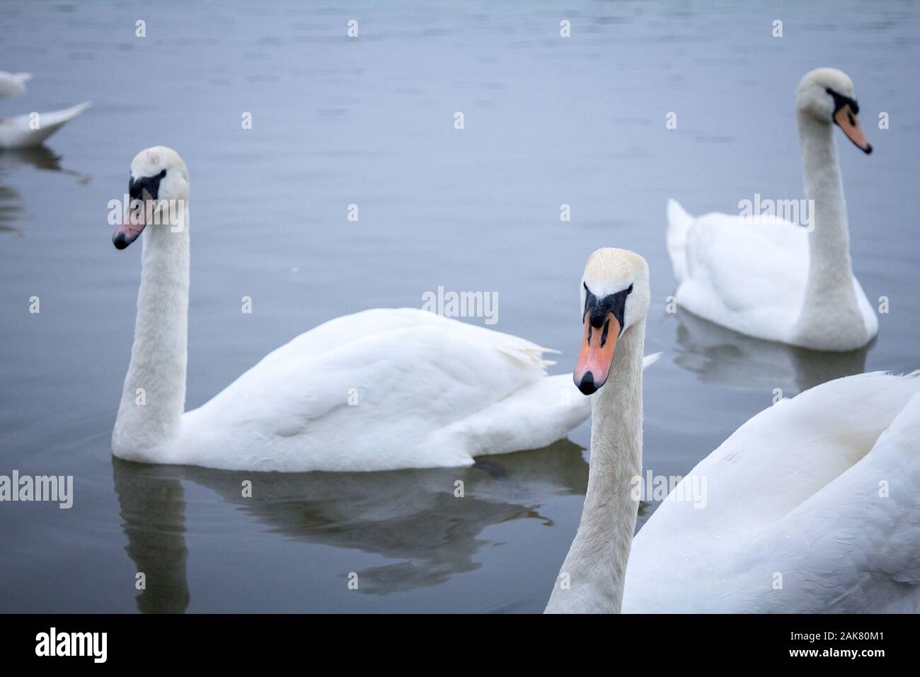 Flock of Swans, black and white types with their typical curved neck ...