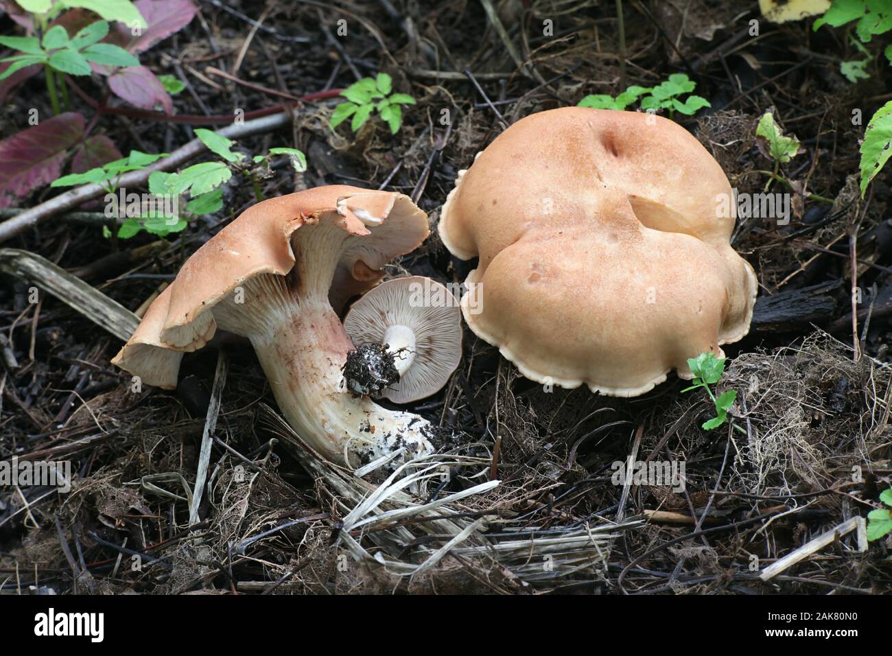Rhodocybe gemina, known as tan pink gill, wild mushroom from Finland ...