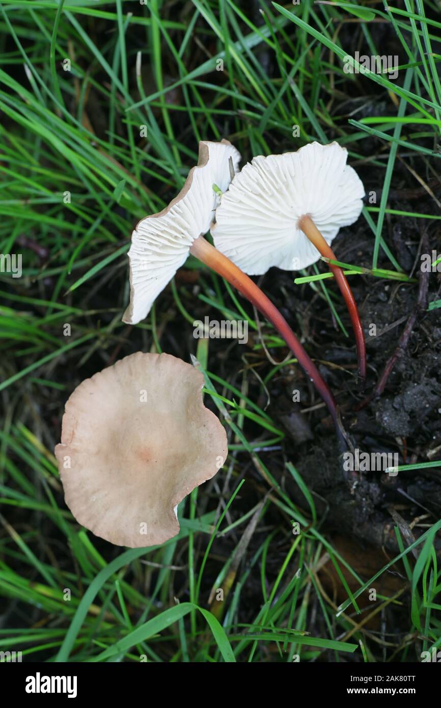Mycetinis scorodonius, known as vampires bane or garlic scented ...