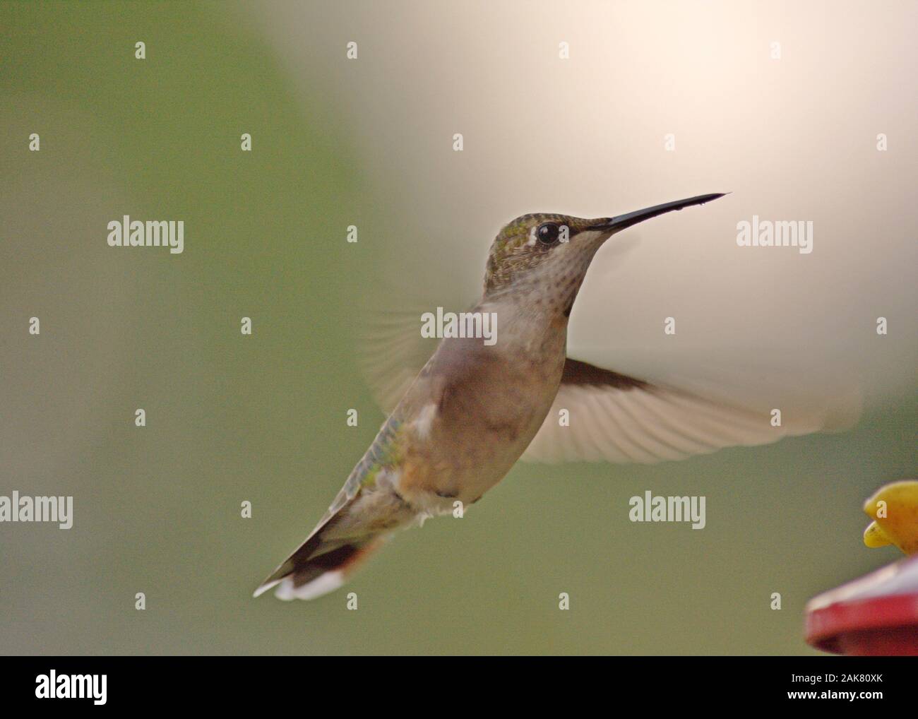 Ruby-throated hummingbird in flight approaching a feeder Stock Photo ...