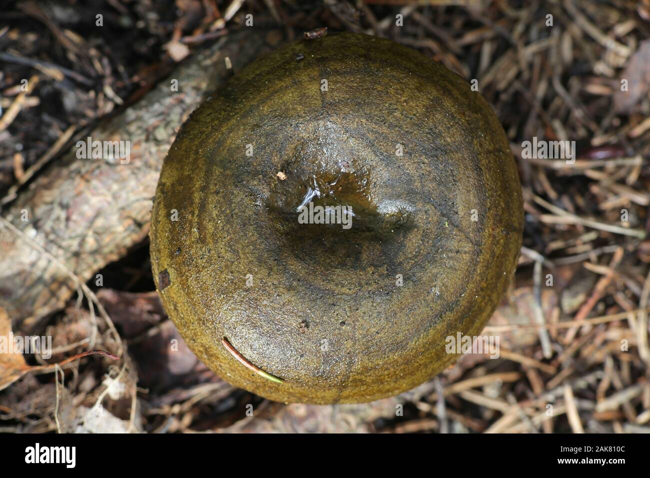Lactarius turpis, known as the Ugly Milk-cap, milkcap mushrooms from ...