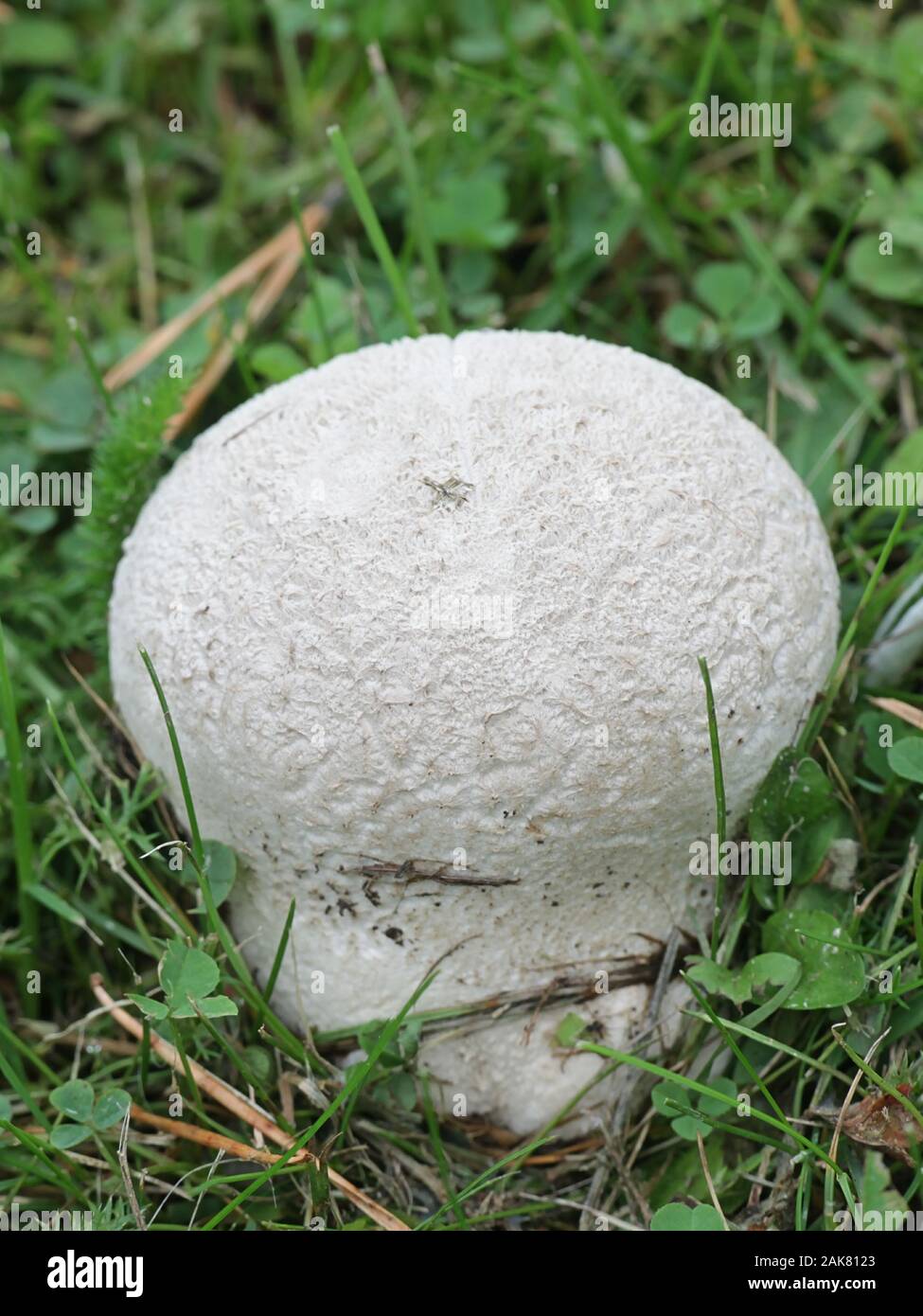 Lycoperdon utriforme, also called Calvatia caelata and Handkea ...
