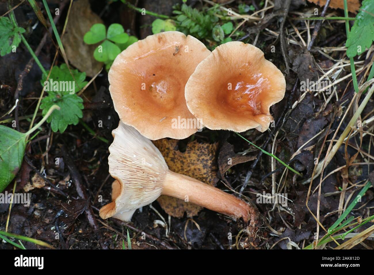 Lactarius tabidus, known as the Birch Milkcap, mushrooms from Finland ...