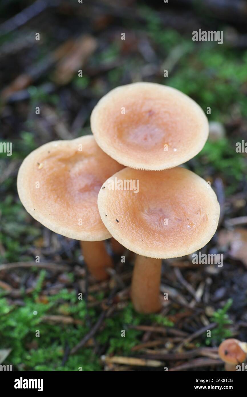 Lactarius tabidus, known as the Birch Milkcap, wild mushrooms from ...