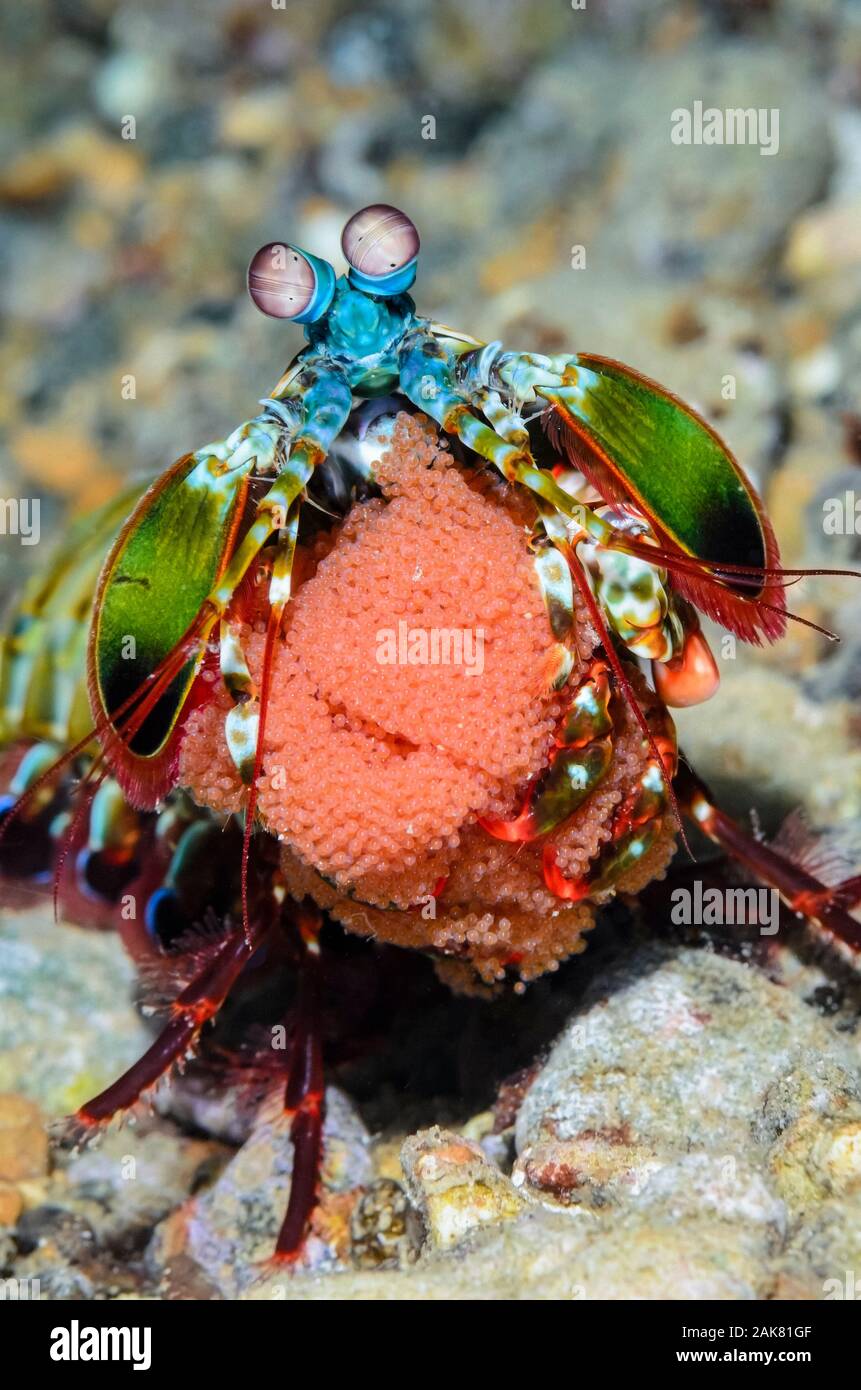 Mantis Shrimp Smasher High Resolution Stock Photography and Images - Alamy