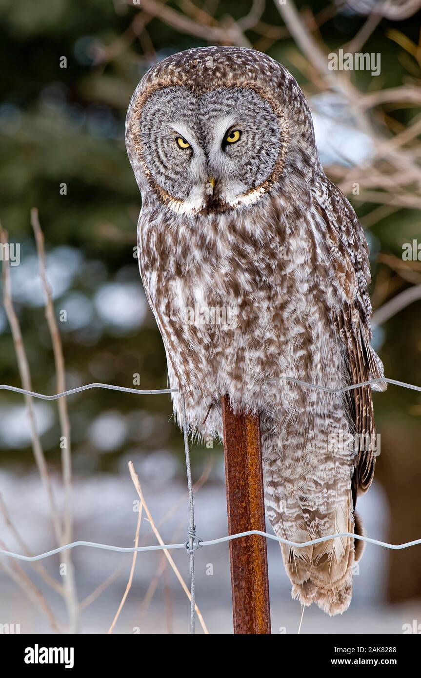 Great Gray Owl on Fence Post Stock Photo - Alamy