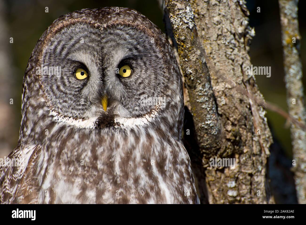 Gray owl photos hi-res stock photography and images - Alamy