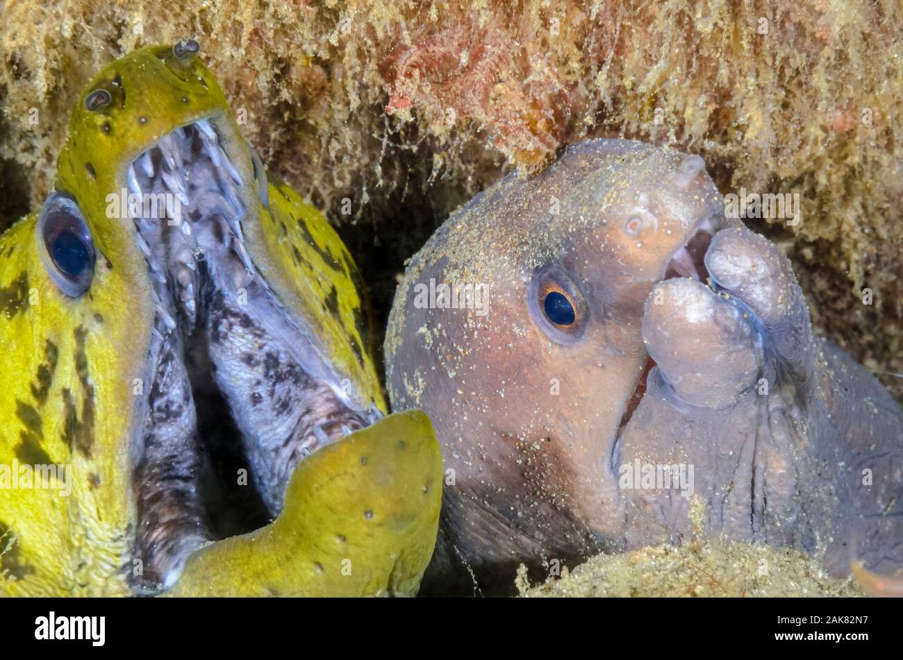 Giant moray teeth High Resolution Stock Photography and Images - Alamy