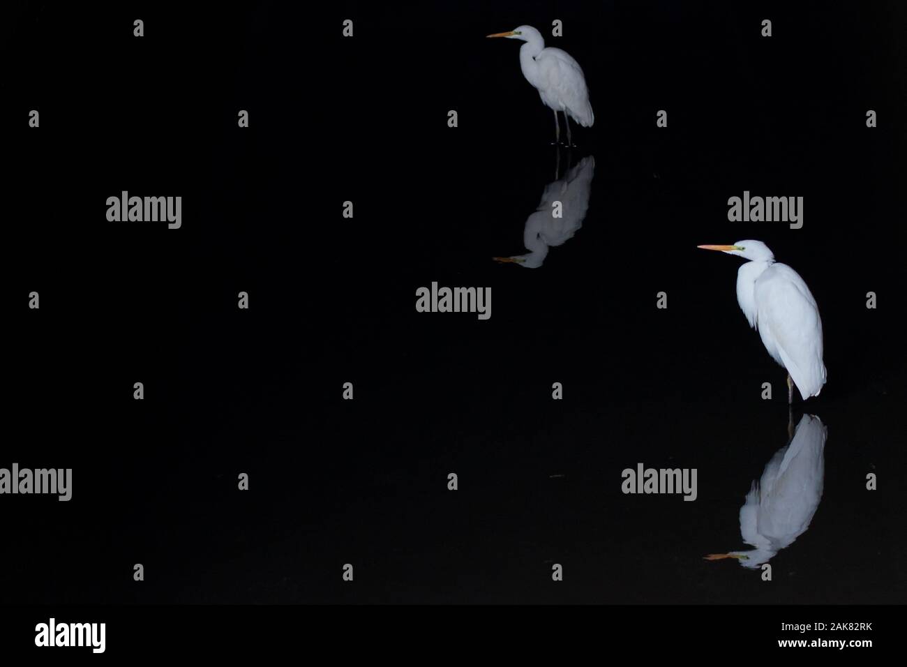 Great egrets (Ardea alba) in a river at night. Kanagawa, Japan Stock ...