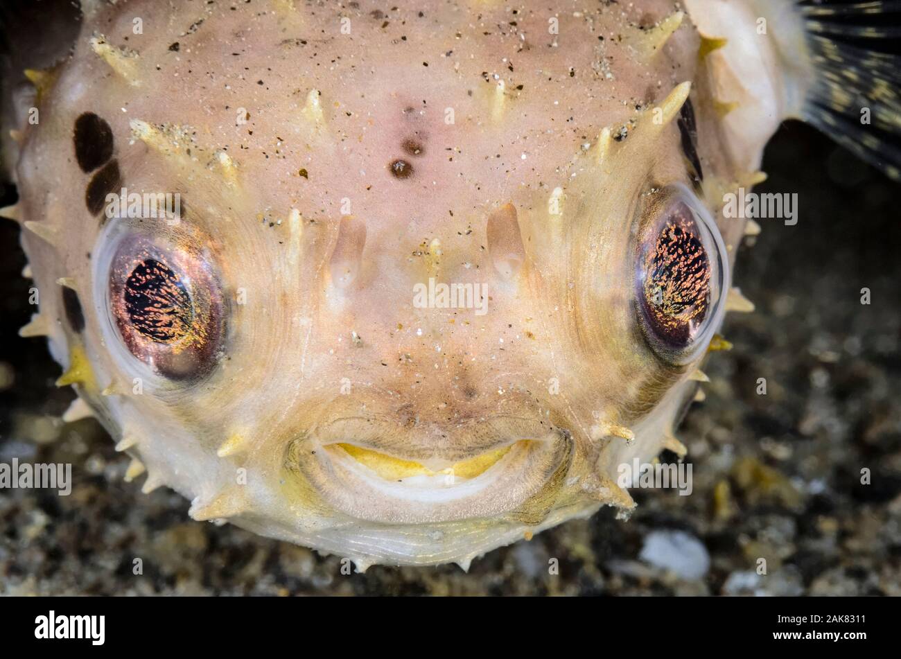 Cyclichthys Orbicularis High Resolution Stock Photography and Images ...
