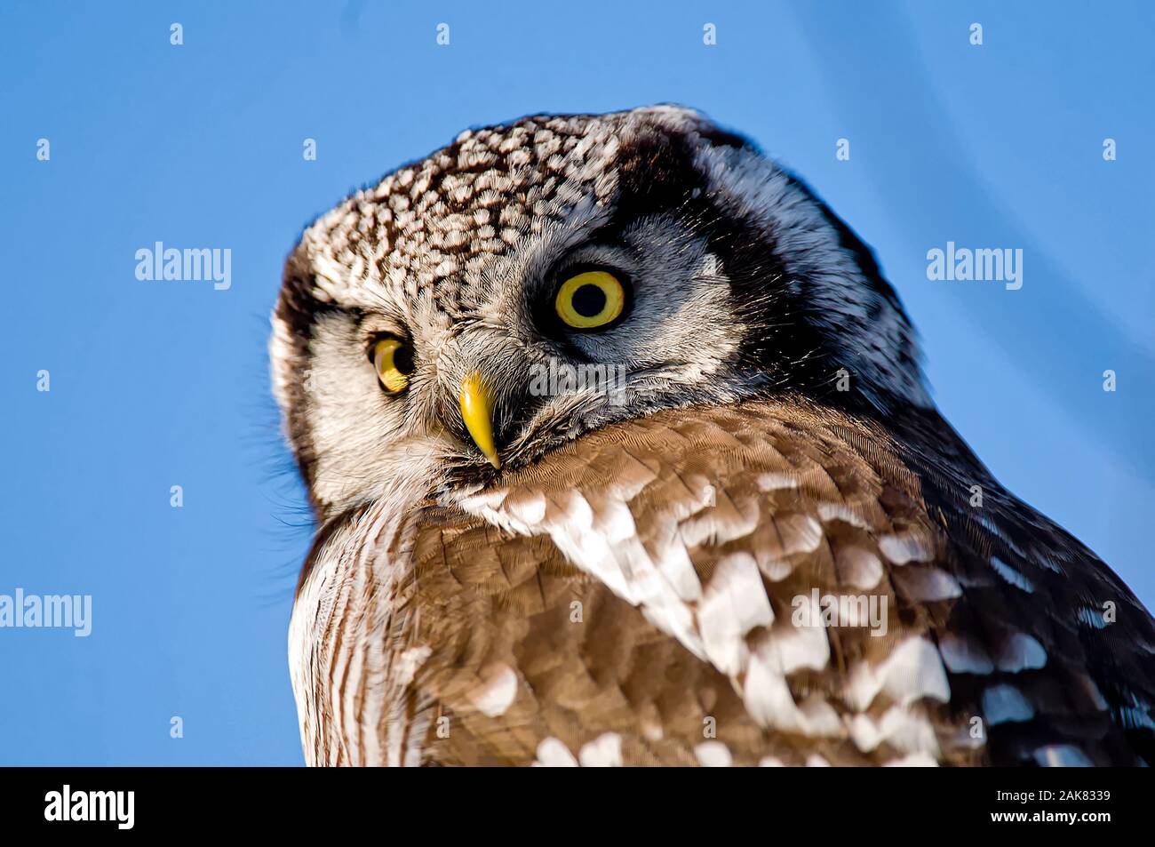 Northern hawk owl photographs hi-res stock photography and images - Alamy