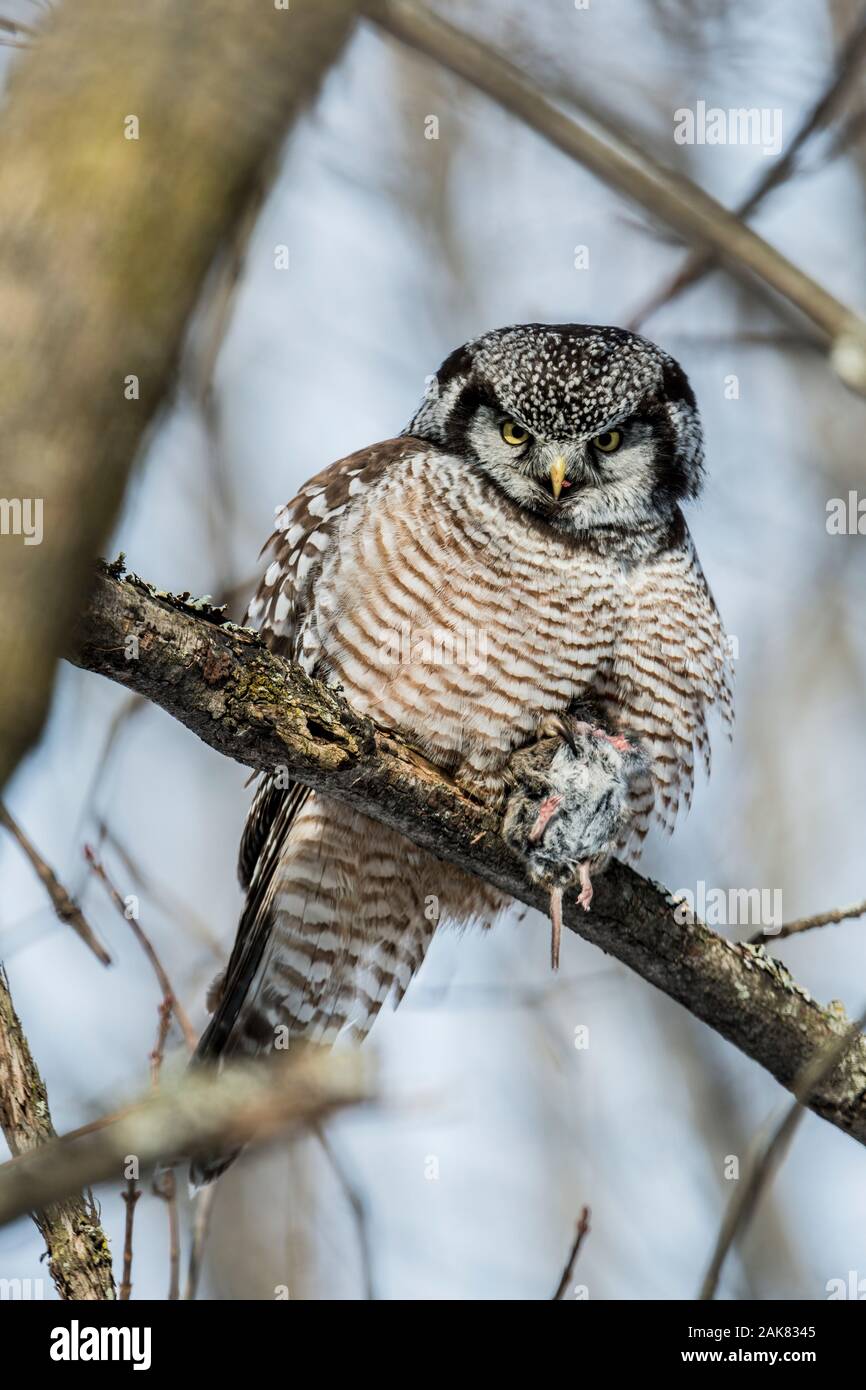 Northern hawk owl hi-res stock photography and images - Alamy