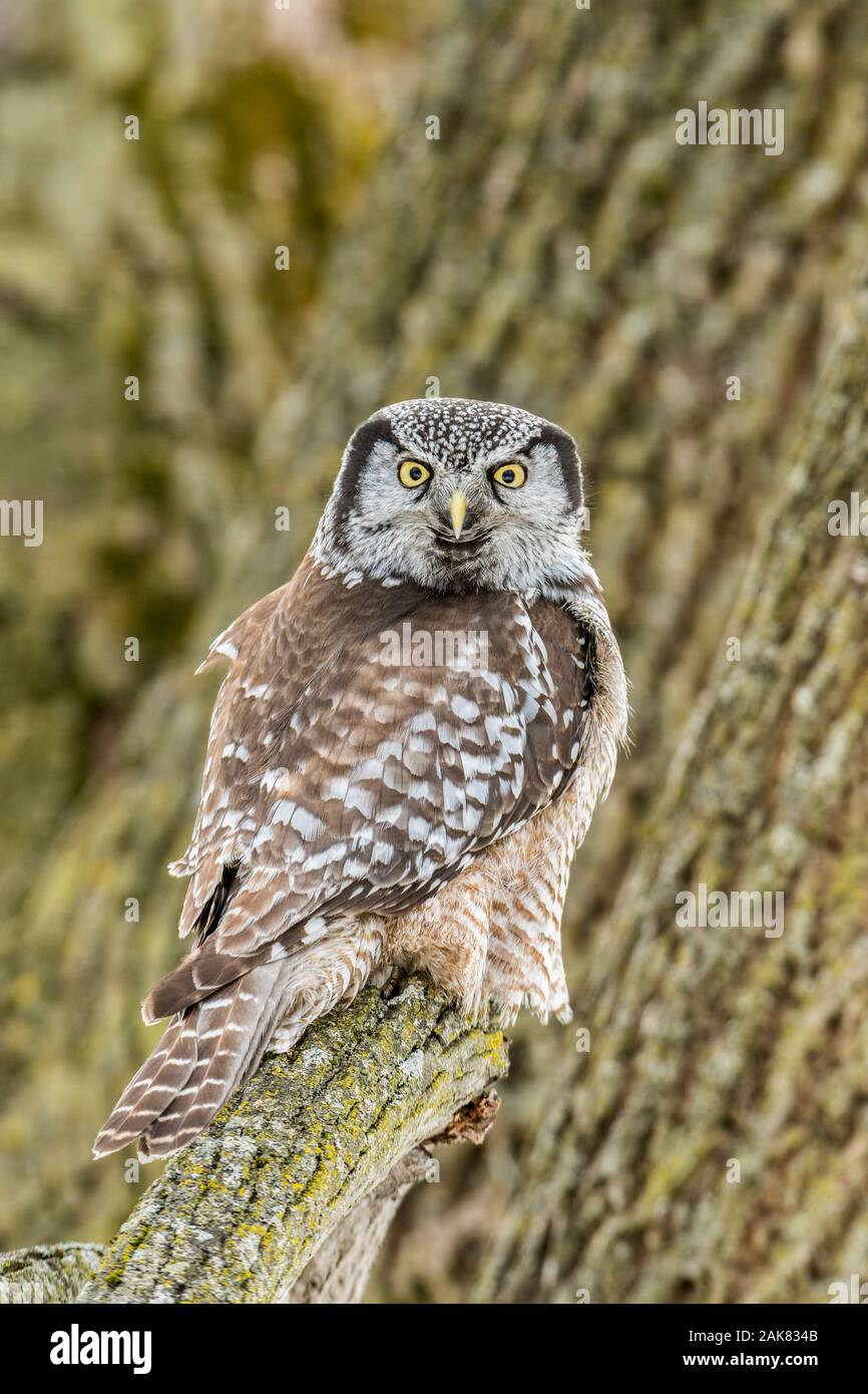 Owl in tree hi-res stock photography and images - Alamy