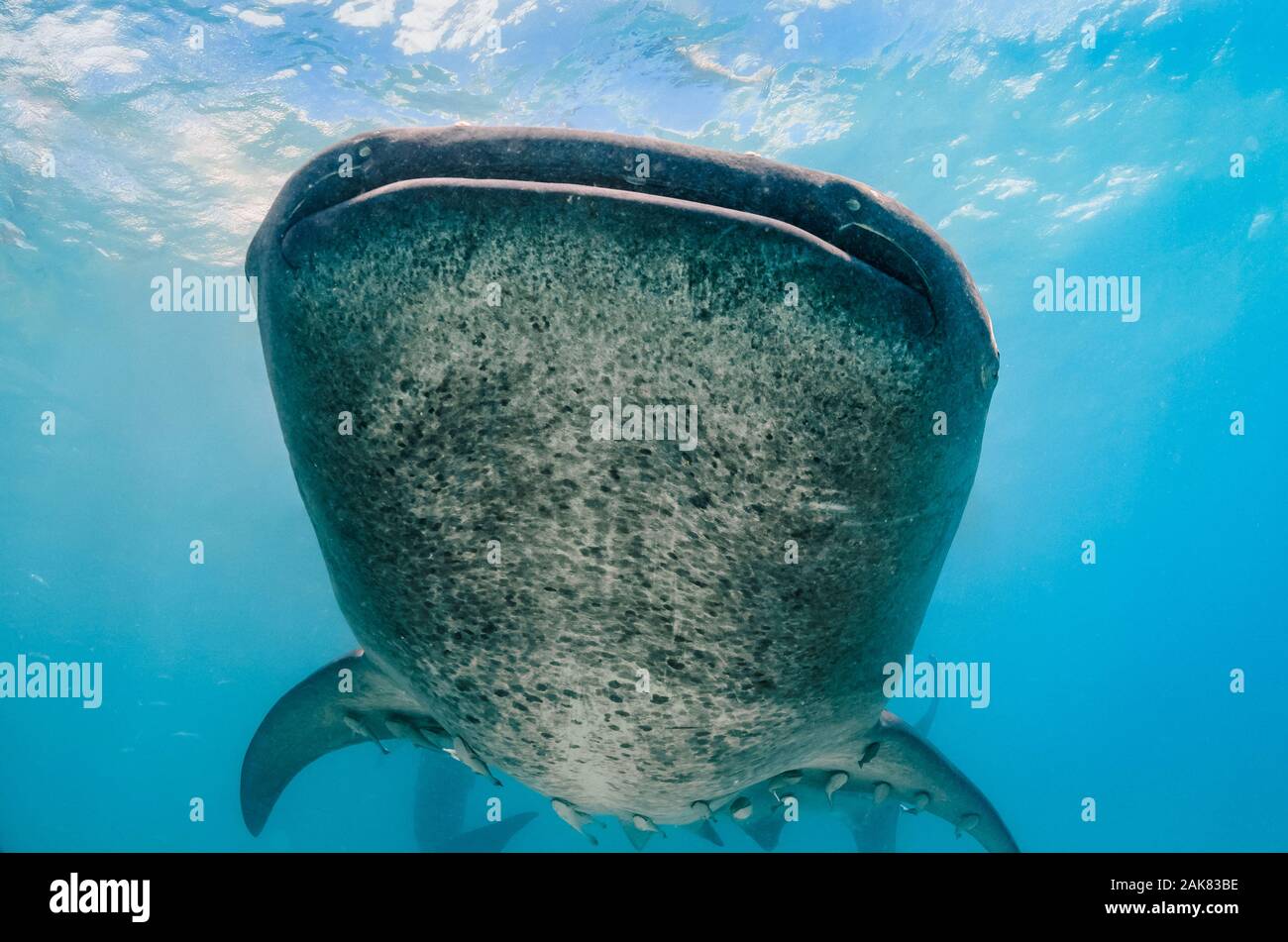 Rhincodontidae High Resolution Stock Photography and Images - Alamy