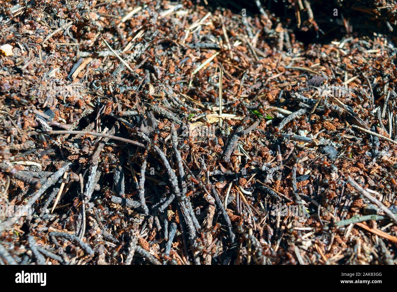 Red ant colony hi-res stock photography and images - Alamy