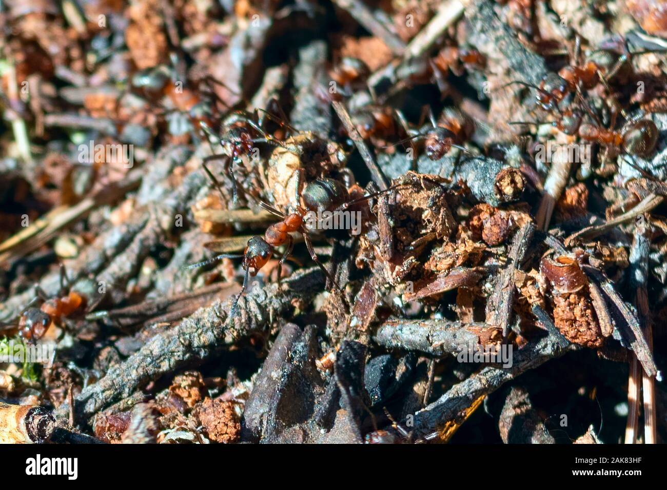 Red forest ants close-up. Background of red ant colony Stock Photo - Alamy