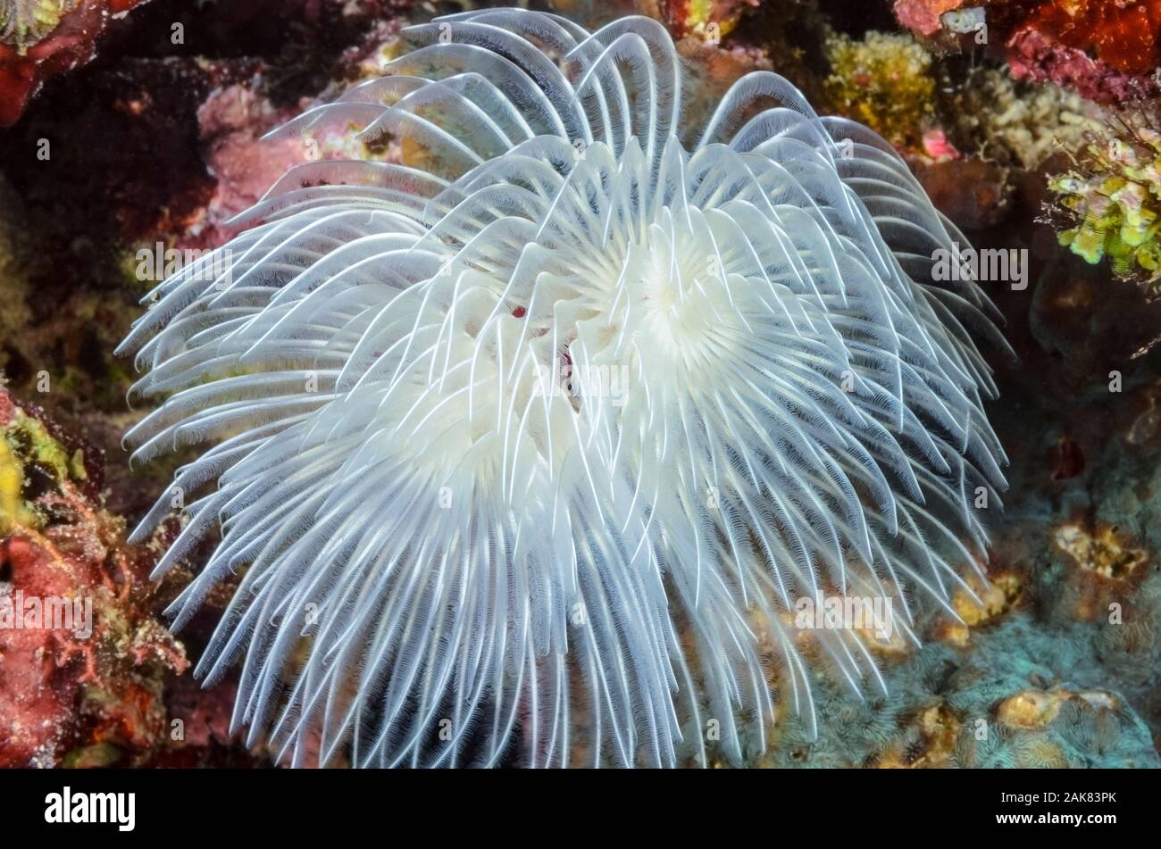 Magnificent Tube Worm High Resolution Stock Photography and Images - Alamy