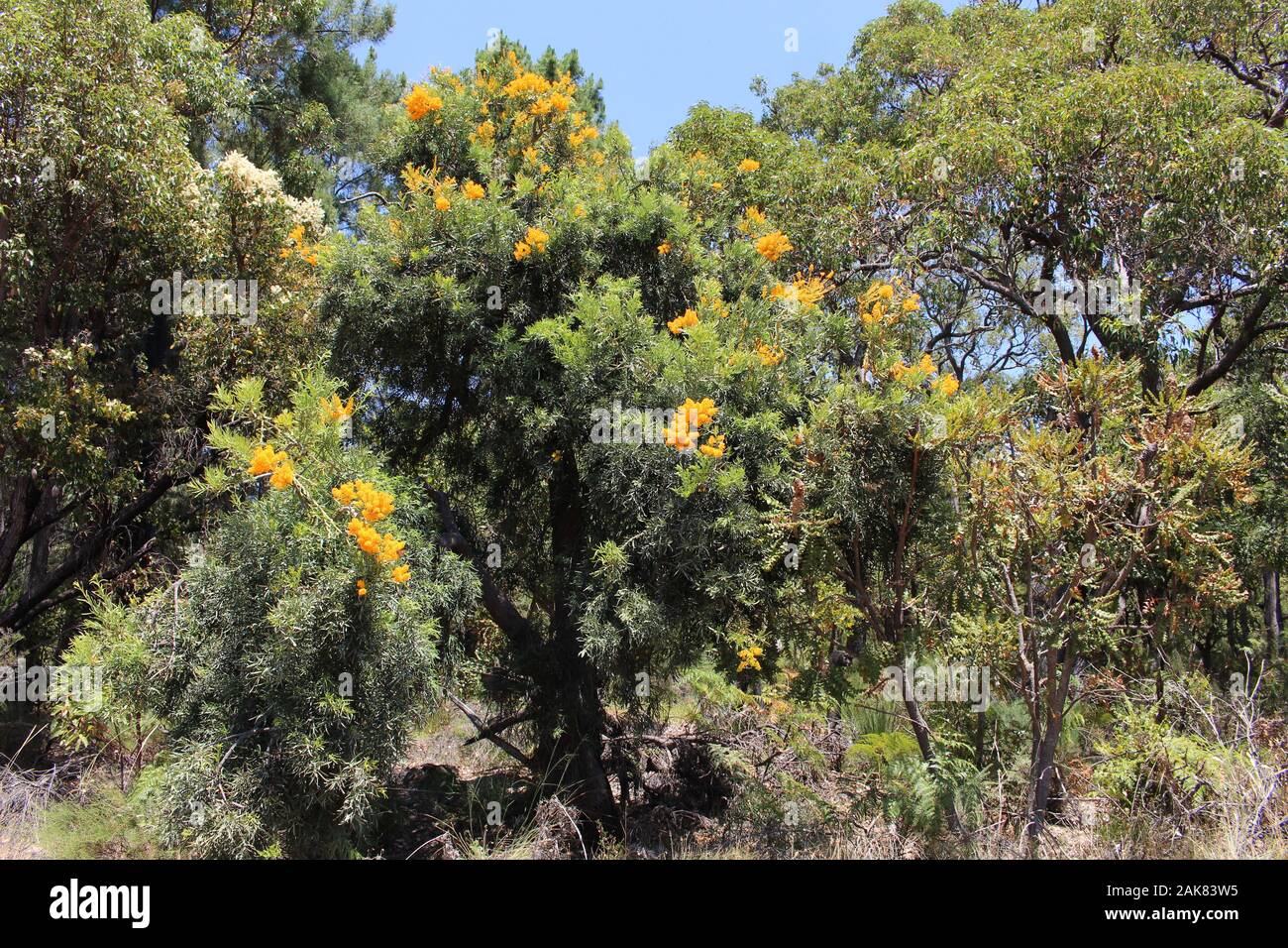 Australian christmas tree hi-res stock photography and images - Alamy