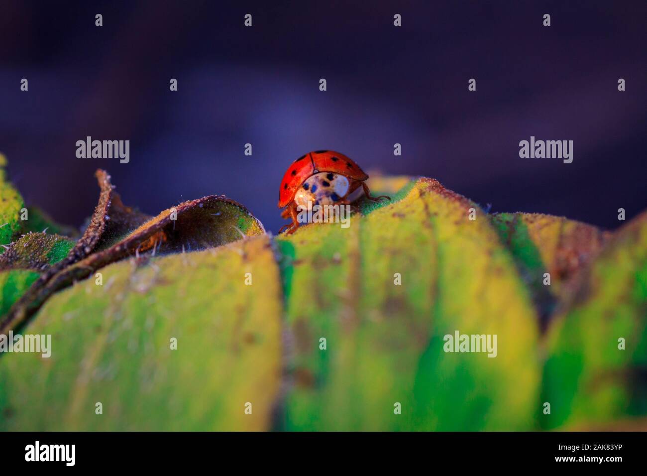 Macro of ladybug on a blade of grass in the morning sun Ladybug - bug ...