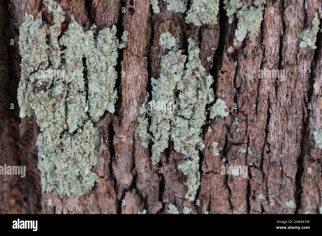 Lichen on rough bark texture hi-res stock photography and images - Alamy
