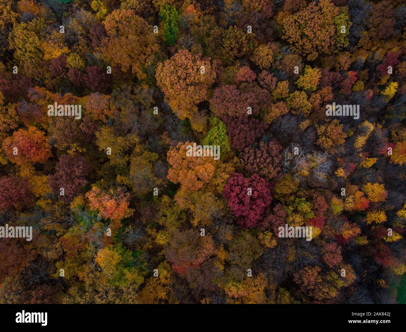 Natural forest trees hi-res stock photography and images - Alamy