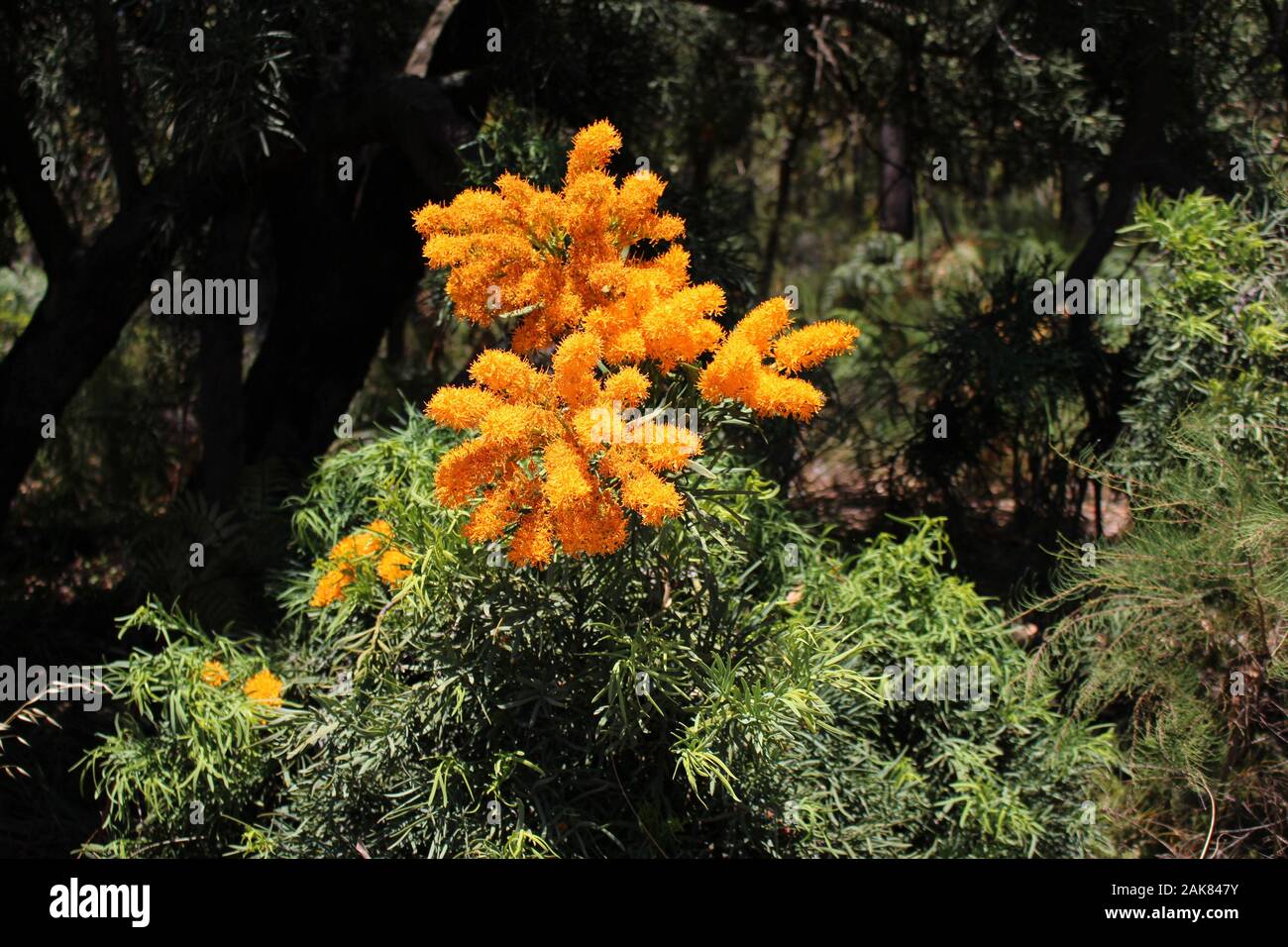 Nuytsia hi-res stock photography and images - Alamy