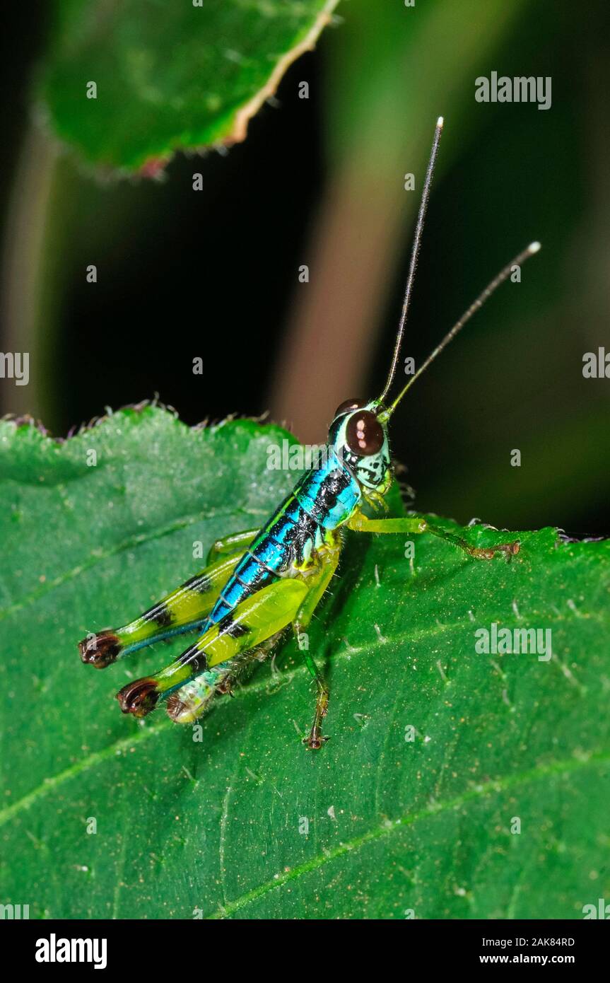 Unidentified metallic grasshopper, the Western Ghats, Sahyadri mountain ...