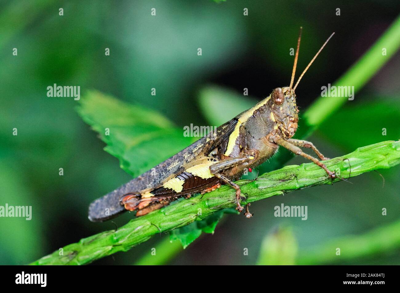 Grasshopper, Xenocatantops sp., family Catantopinae, the Western Ghats ...