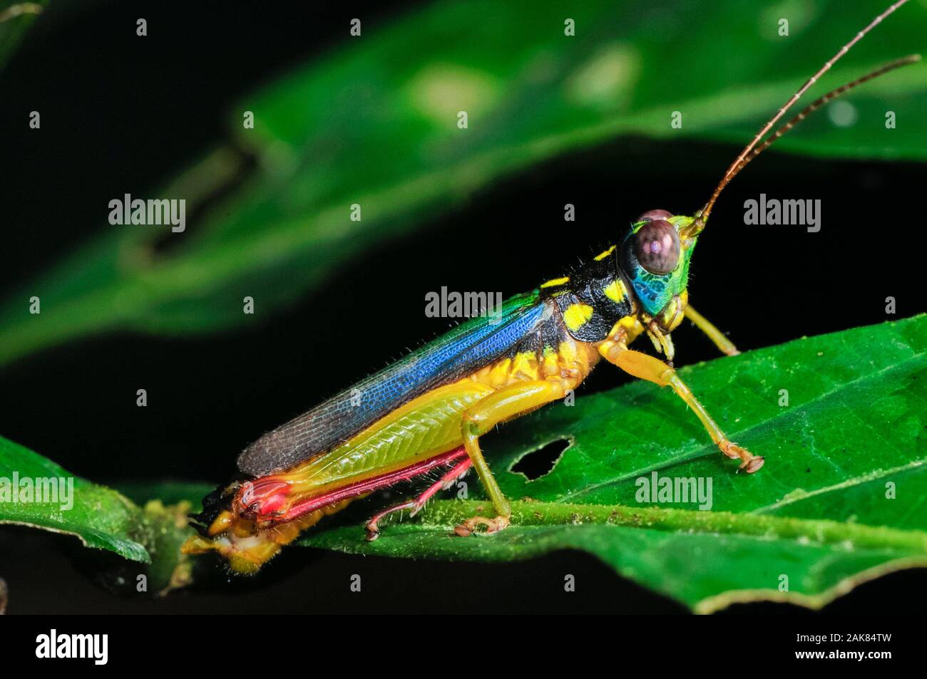 Rainbow grasshopper hi-res stock photography and images - Alamy
