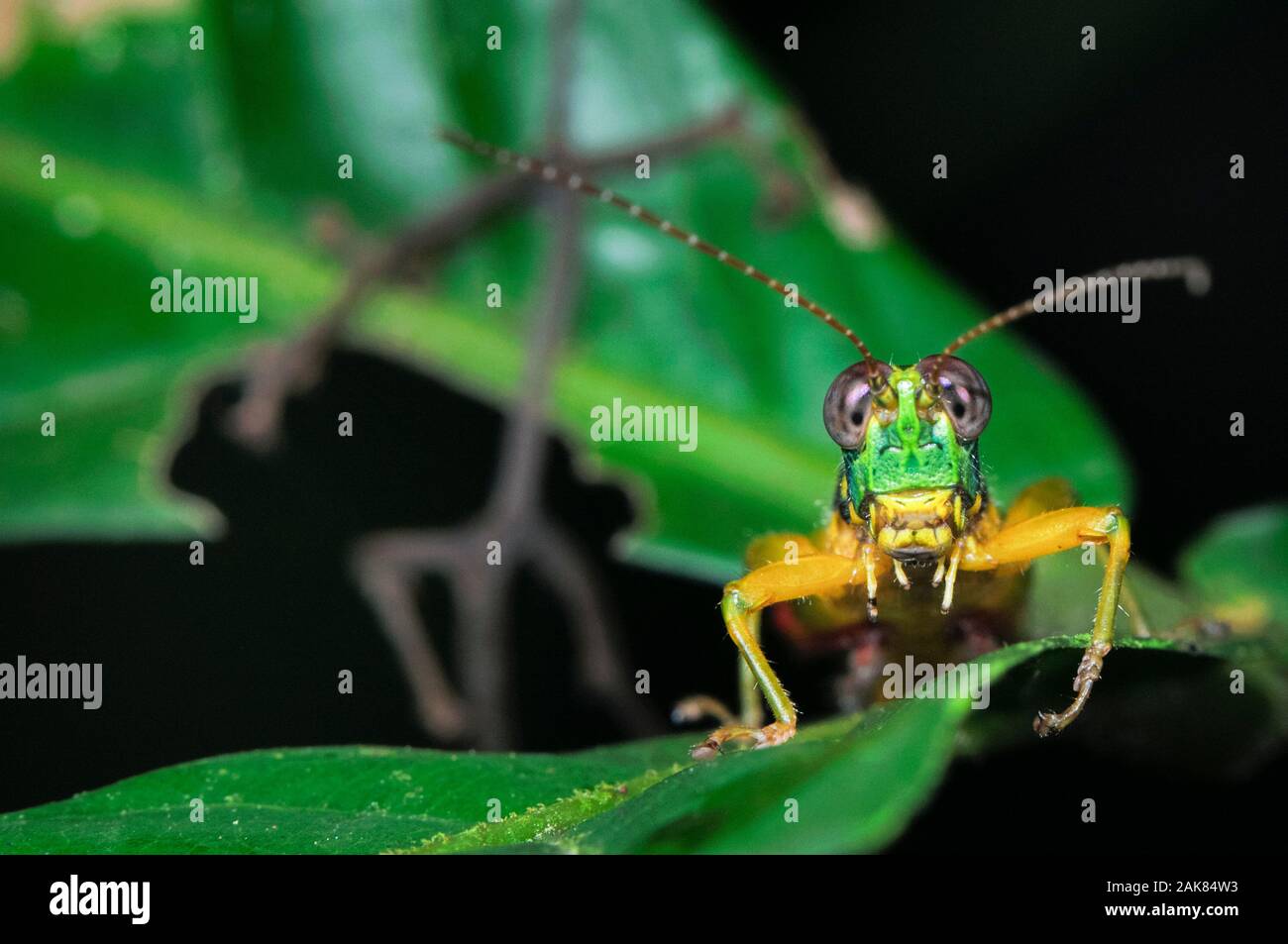 Rainbow grasshopper peru hi-res stock photography and images - Alamy