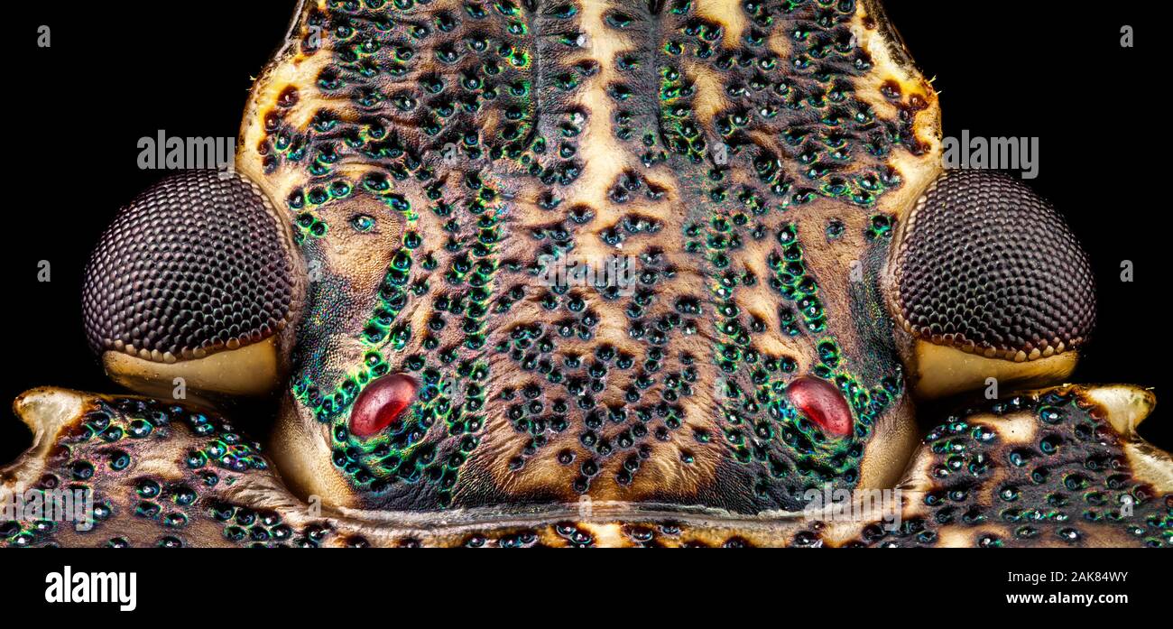 Extreme magnification body hi-res stock photography and images - Alamy