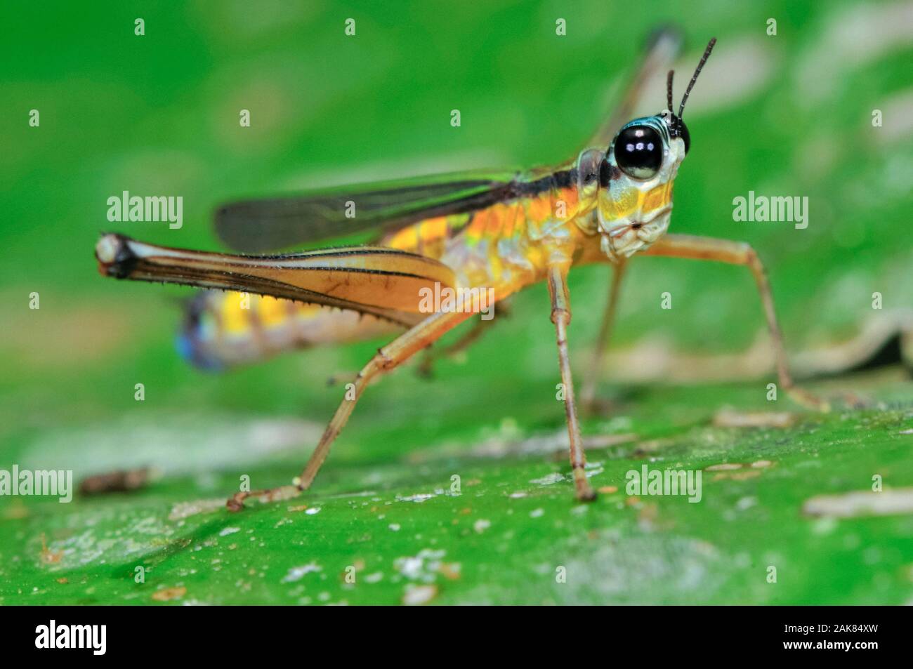 Monkey face Grasshopper, Eumastax species, Tambopata National Reserve ...