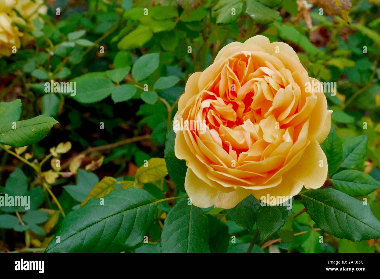 Rose, Greenwich, London, England Stock Photo - Alamy