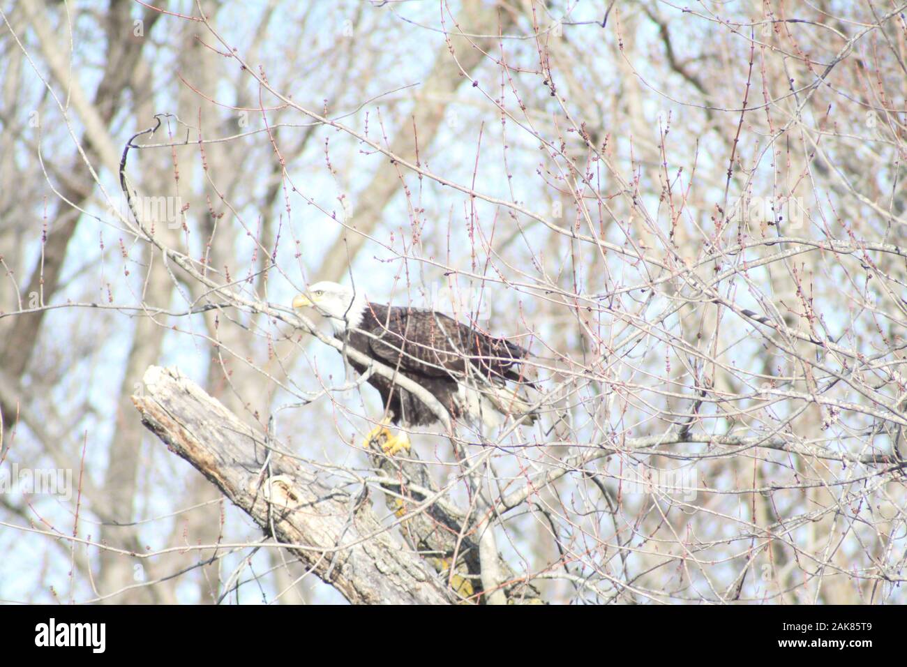 North American Bald Eagle Stock Photo - Alamy