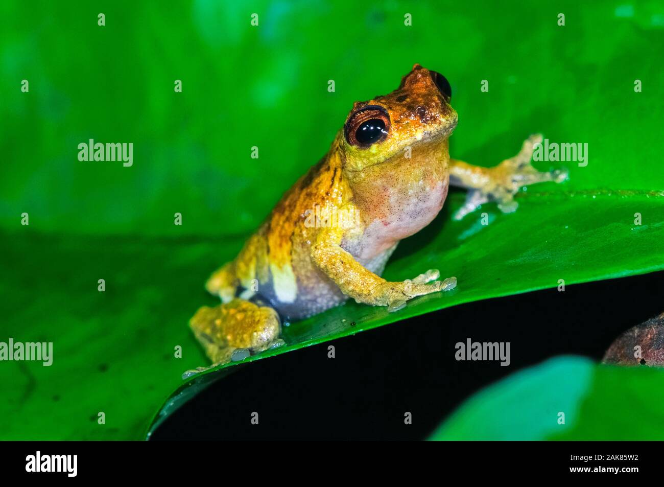 Short-headed Treefrog Dendropsophus parviceps, Tambopata National ...