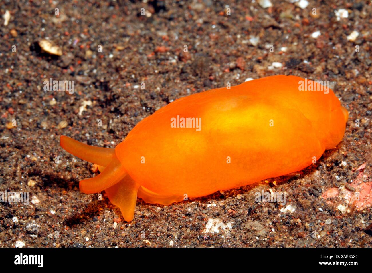 Orange slug hi-res stock photography and images - Alamy