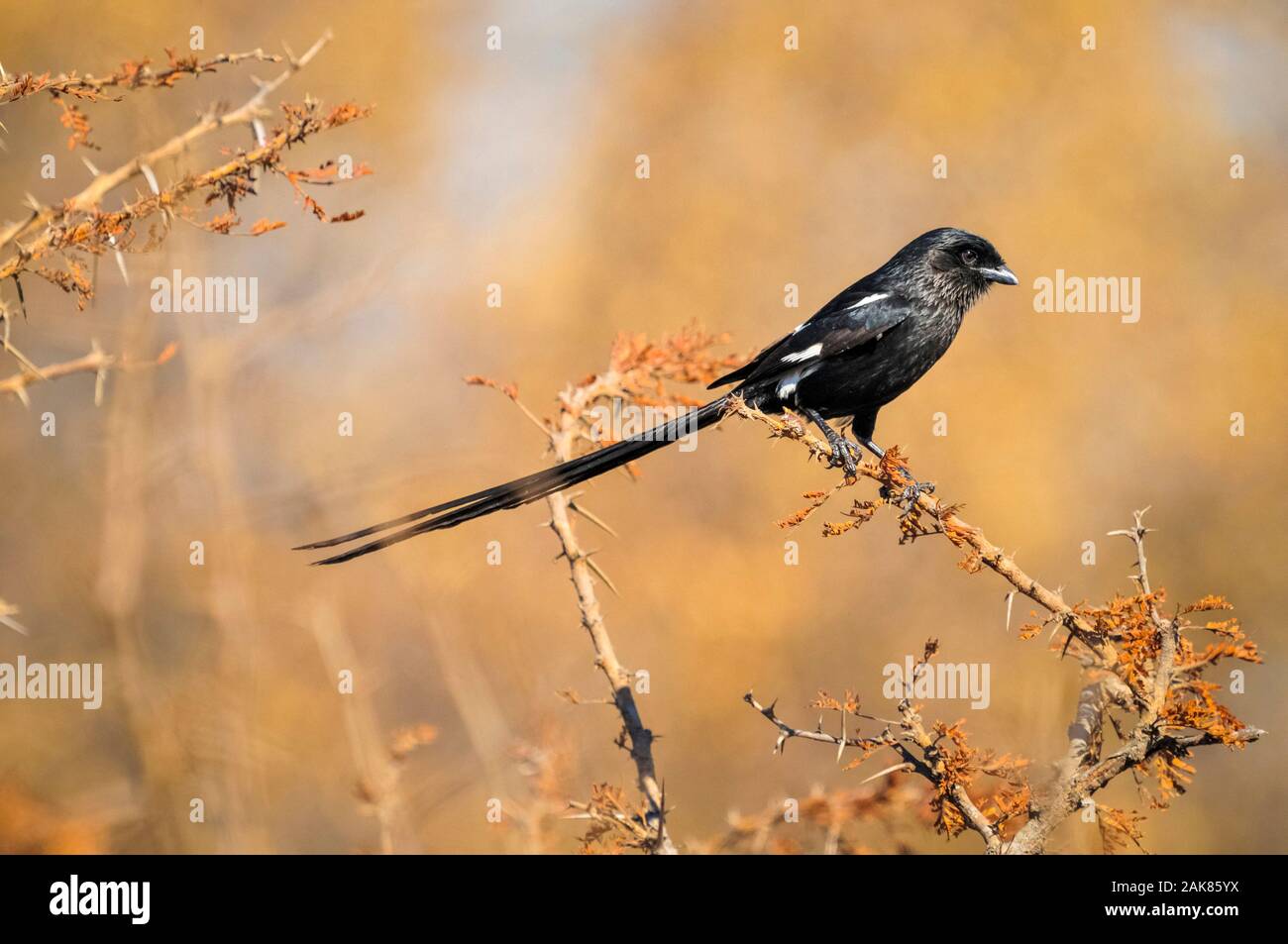 Long tailed magpie hi-res stock photography and images - Alamy